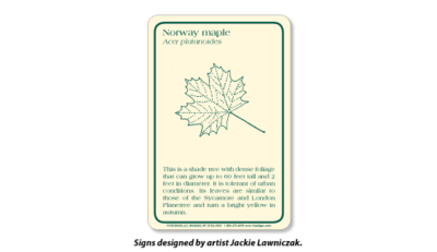 Tree Identification Tags - Voss Signs